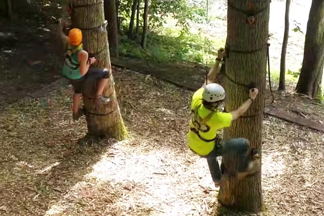 Dual Tree Climb | Highlands Aerial Park